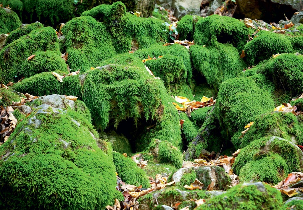 Mos | Sådan får du smuk mos i din have | bobedre.dk