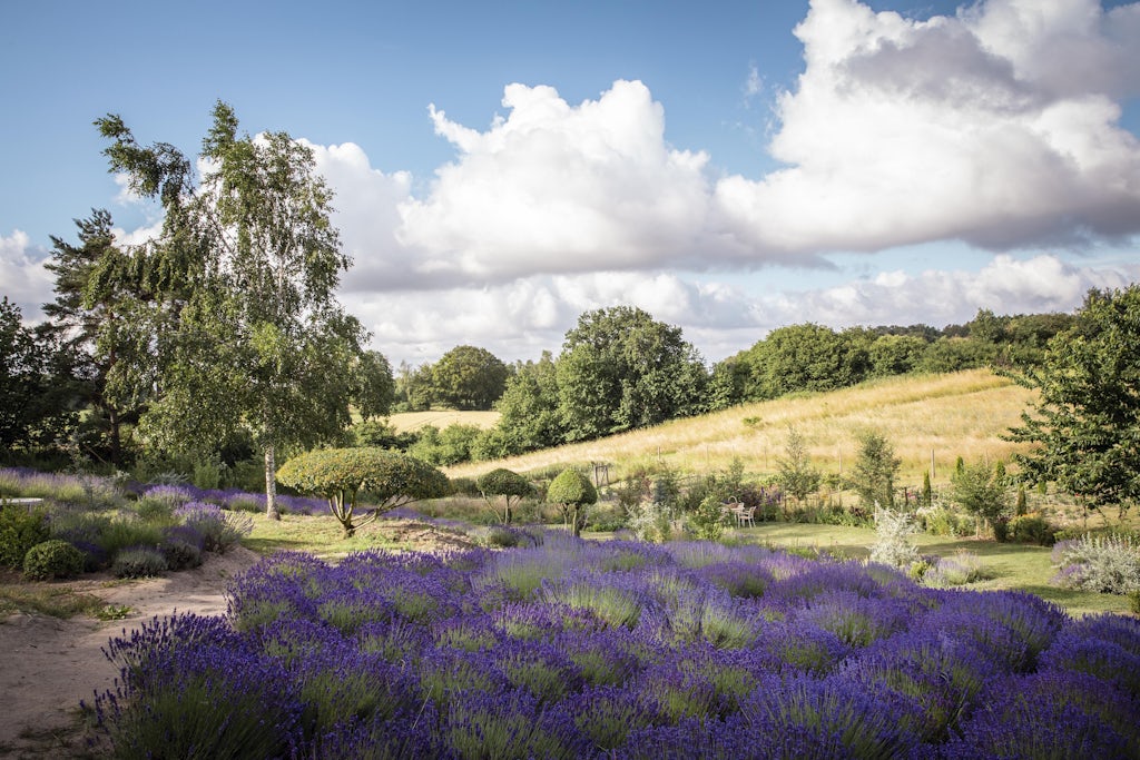 Se den flotte lavendelhagen du aldri ville trodd lå i Danmark | Bo-bedre.no