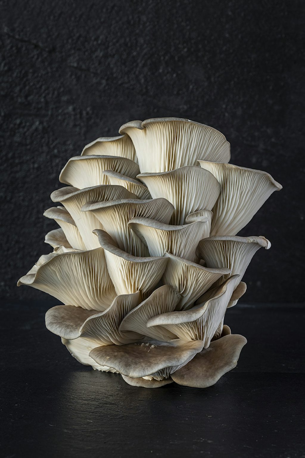 Funga Farm i København producerer klimavenlige svampe | bobedre.dk