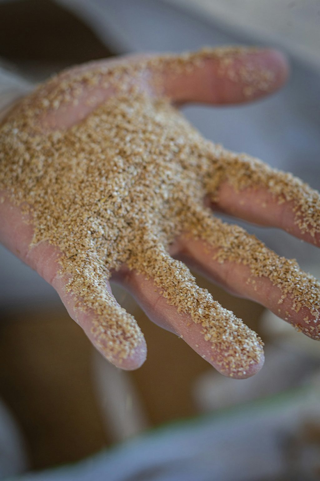 Funga Farm i København producerer klimavenlige svampe | bobedre.dk