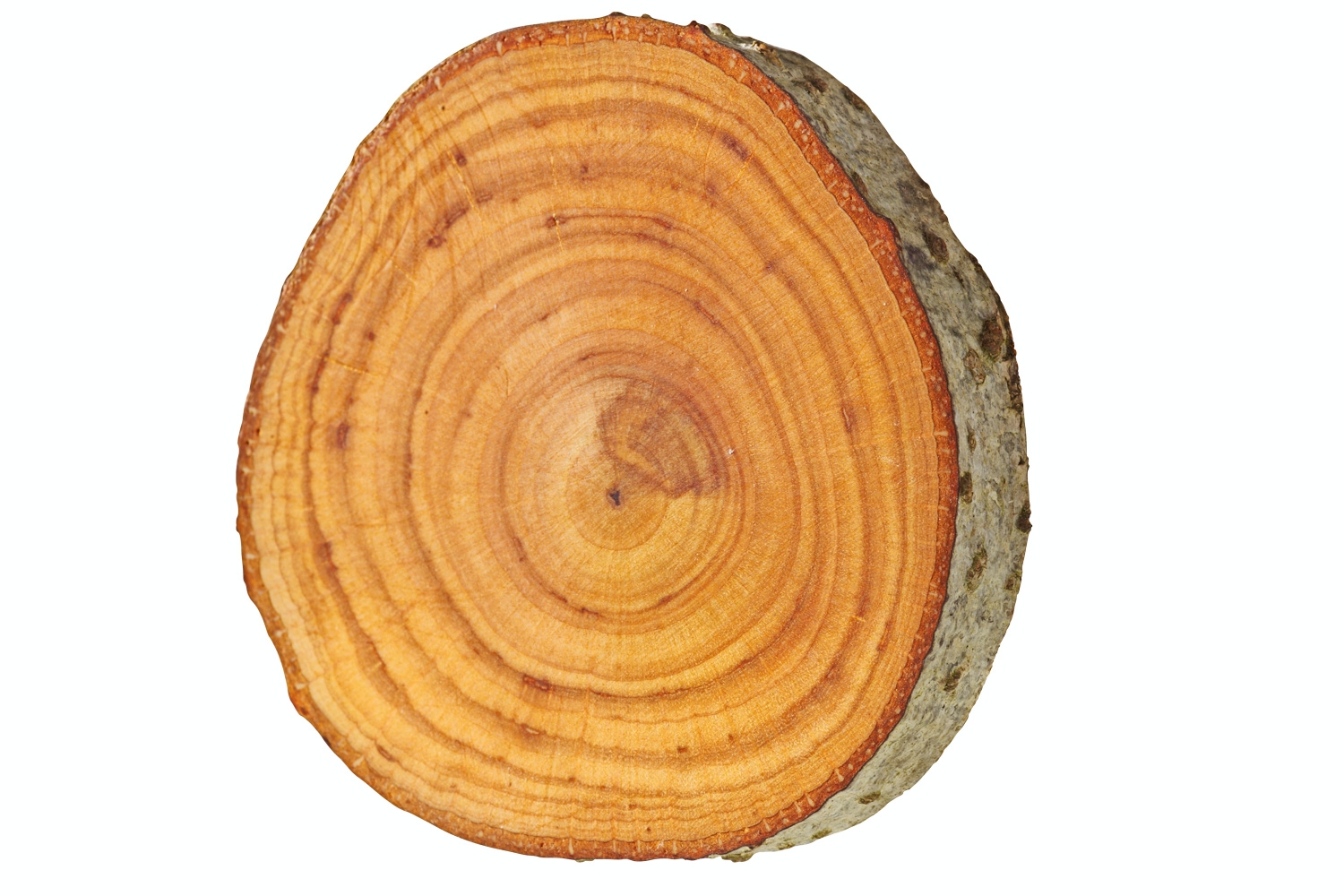 8 flotte nordiske tresorter | Gjør Det Selv