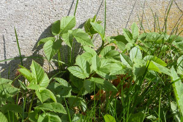 Fjern ugress | Slik unngår du ugress | gjoerdetselv.com