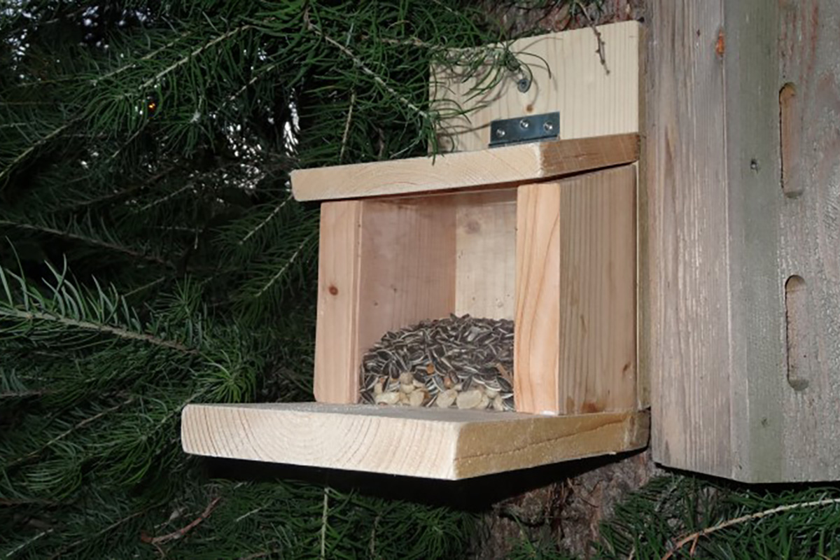 Byg selv redekasse og foderhus til egern | goerdetselv.dk