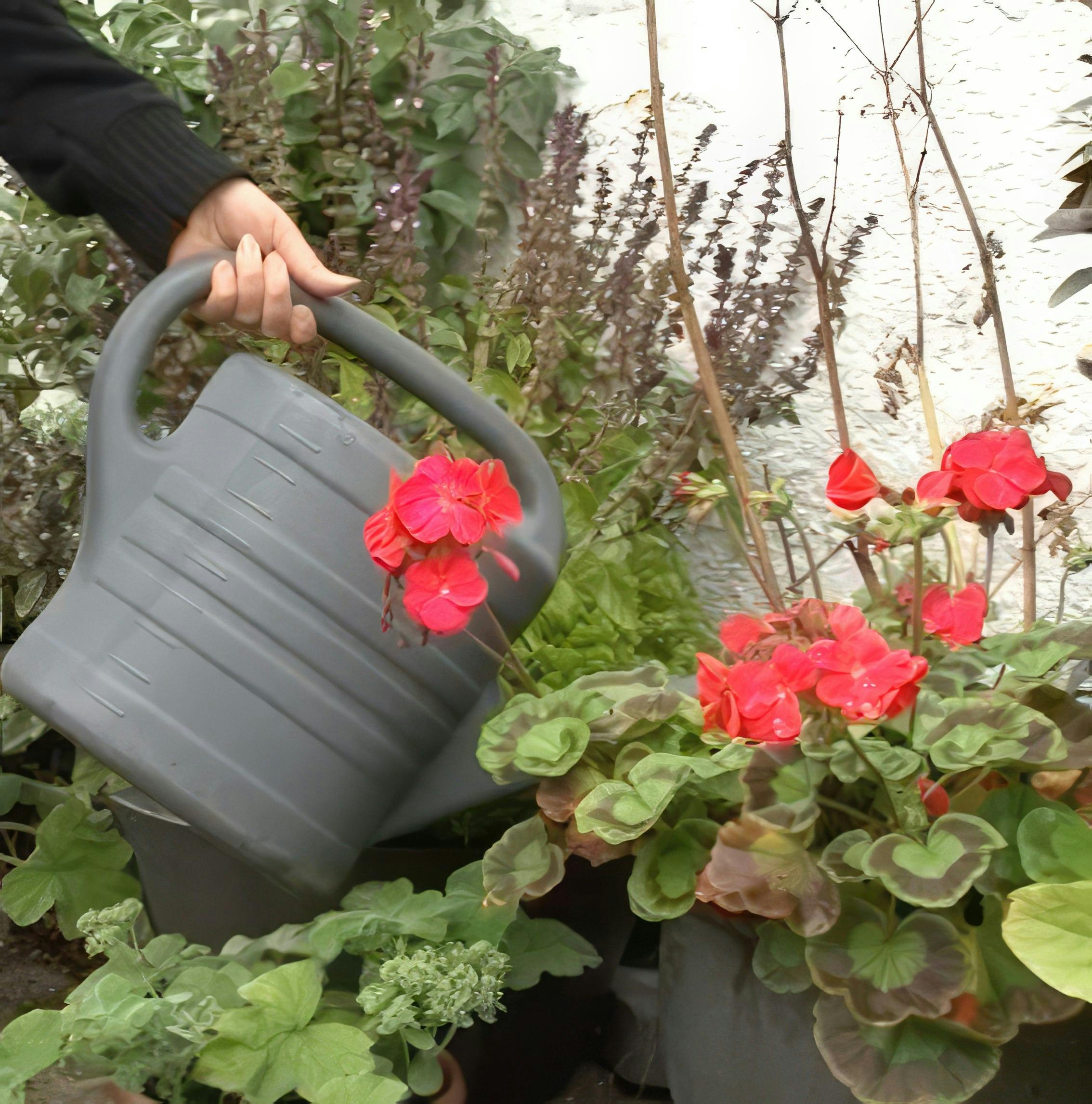 Perennojen lannoitus | teeitse.com