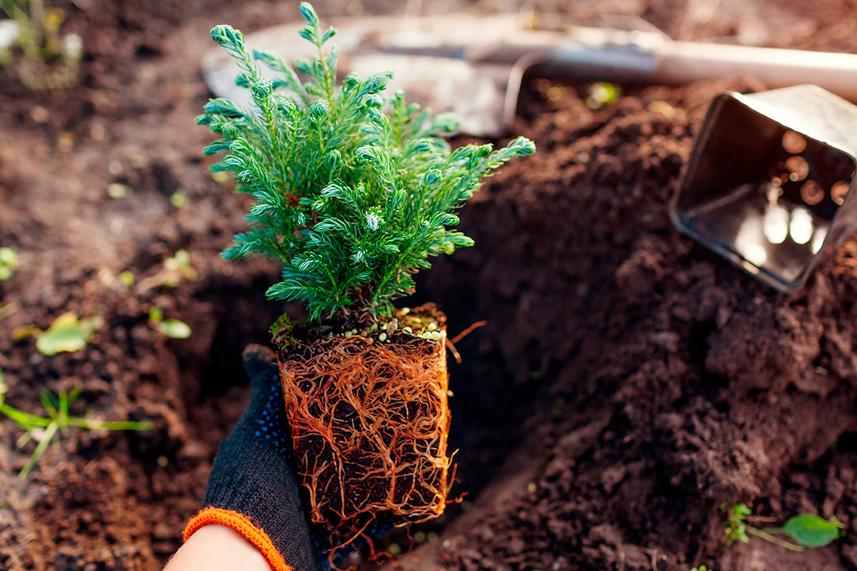 Trädgården i december: Det här ska du göra | gds.se