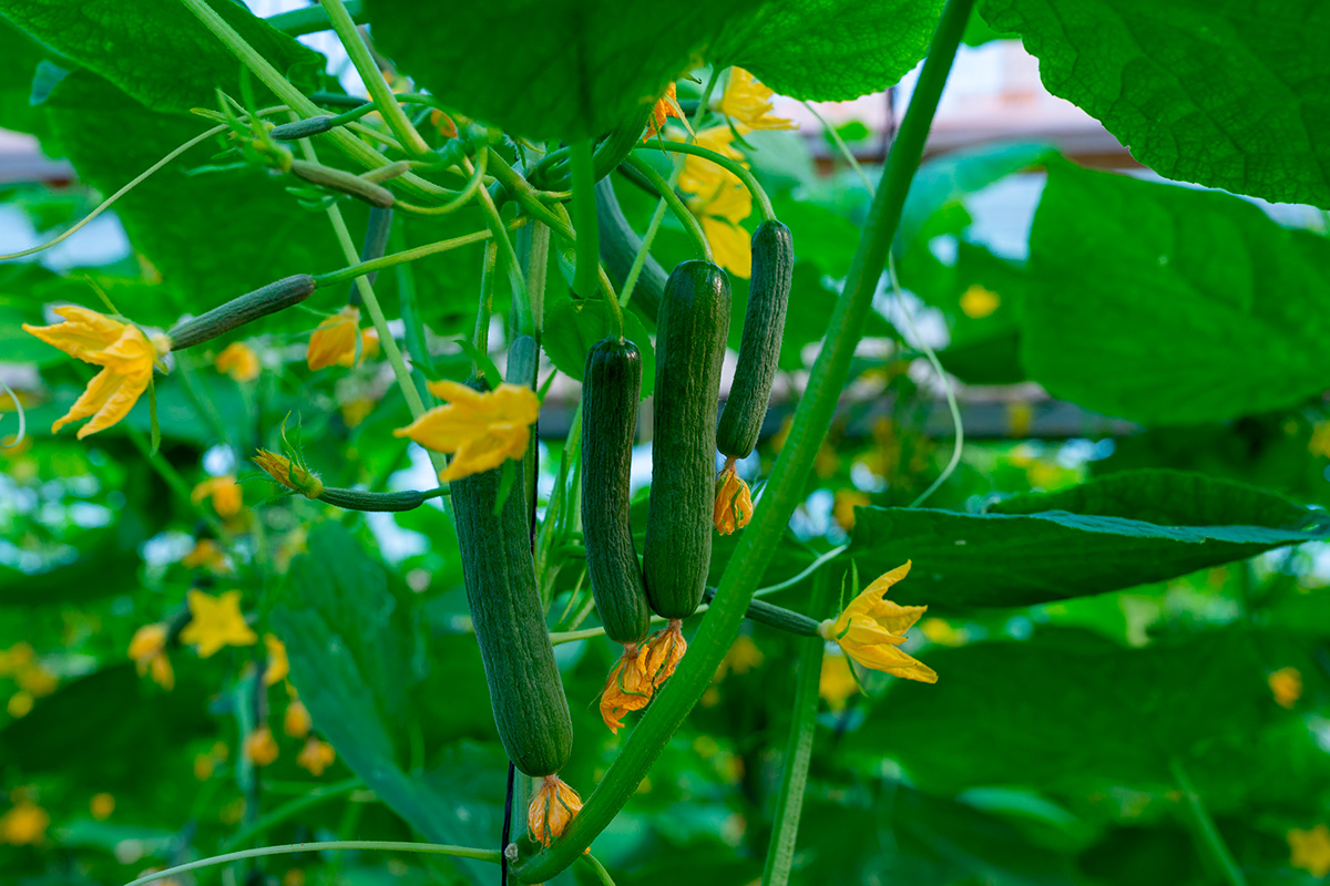 Hvad kan man plante i maj? | goerdetselv.dk