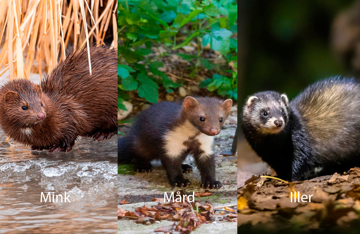 Mård på vinden - Så här blir du av med mården | gds.se