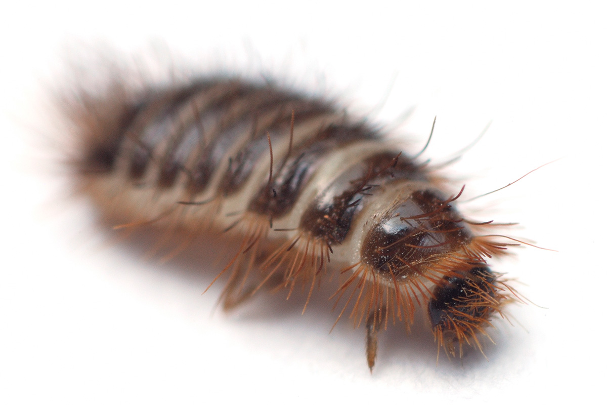 Kend forskel på tæppebiller og møl | goerdetselv.dk