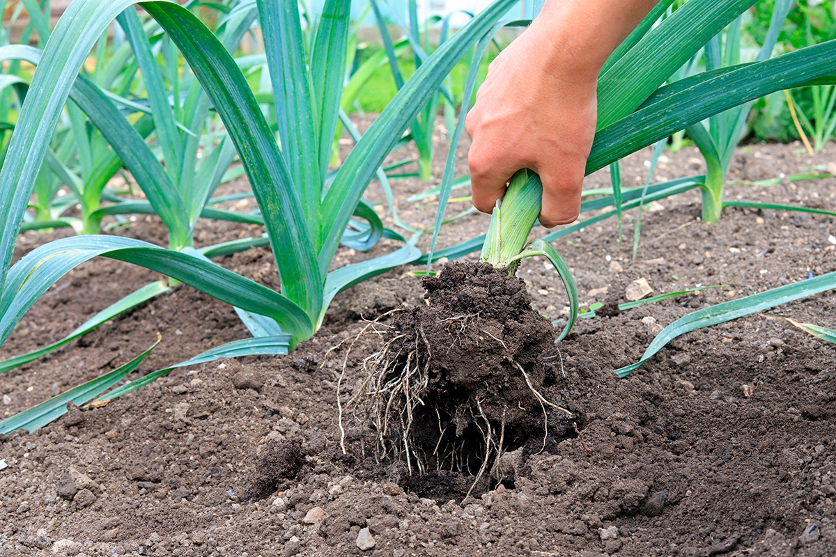 Dyrking av purre – slik får du suksess! | gjoerdetselv.com