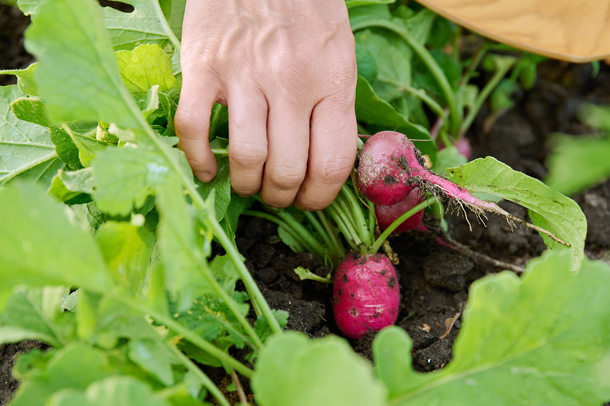 Dyrkning af radiser - Sådan sår og dyrker du radiser | goerdetselv.dk