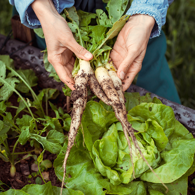 Dyrkning af radiser - Sådan sår og dyrker du radiser | goerdetselv.dk