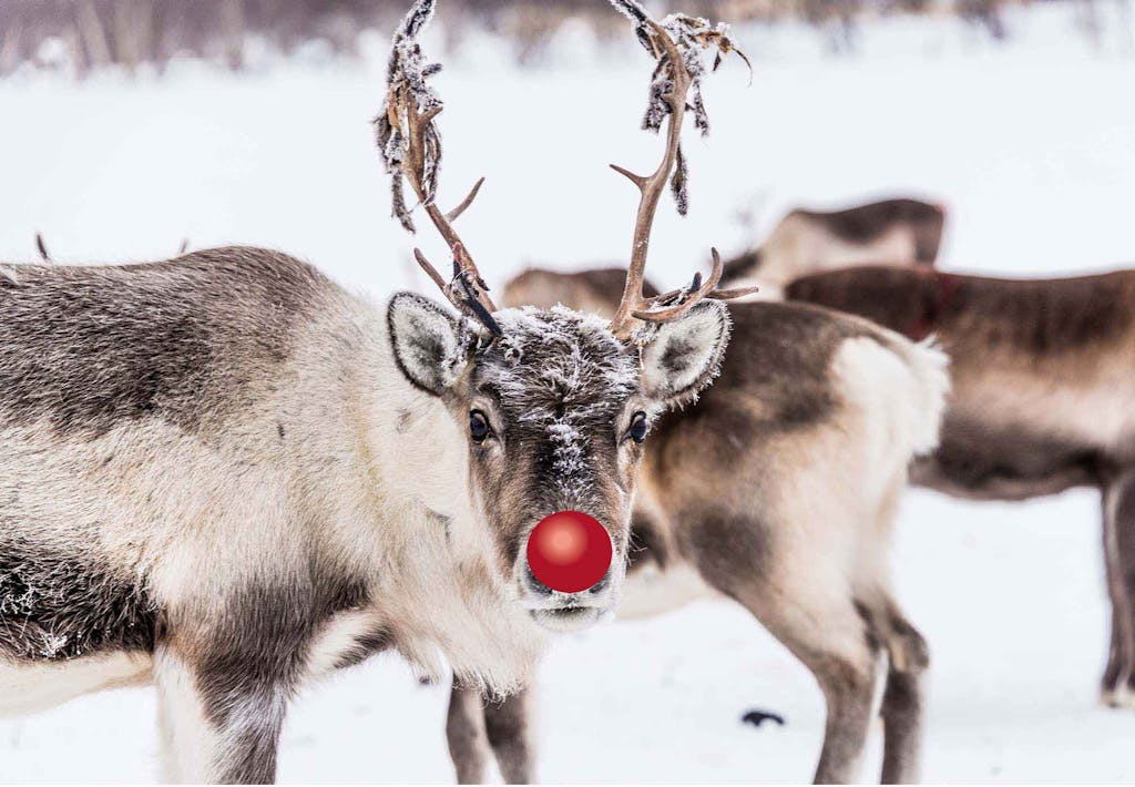 Joulu: 22 historiallista faktaa joulusta | historianet.fi