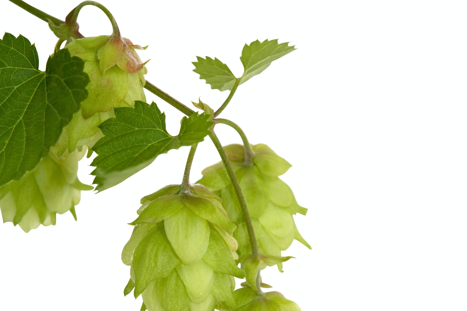 De geschiedenis van bier: Laat je bijpraten over het verleden van deze ...