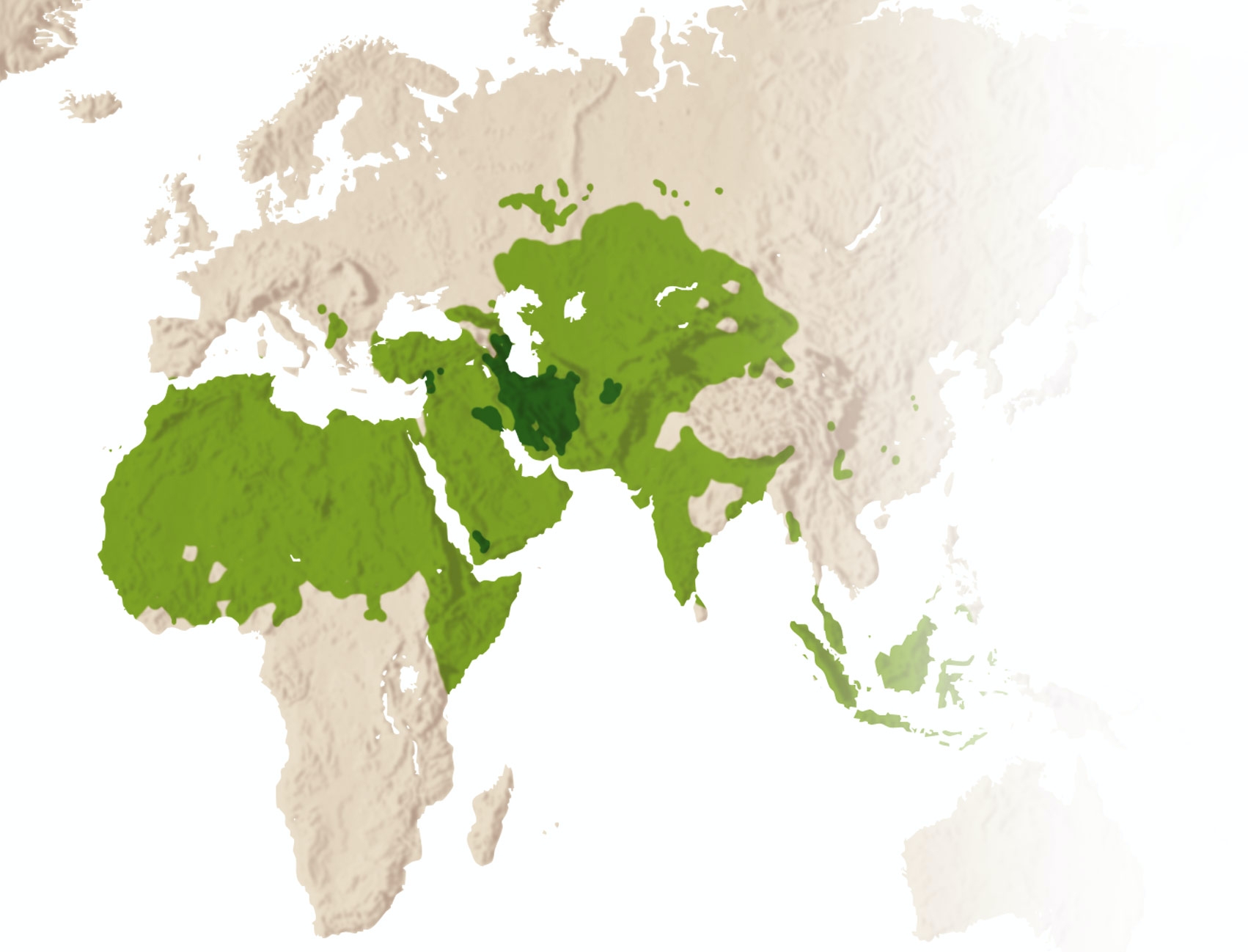 Den historiske Muhammed – myt och verklighet | varldenshistoria.se