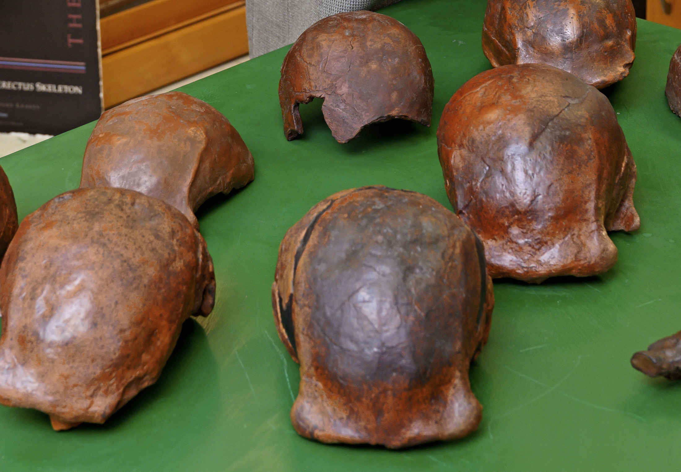 Homo erectus overlevede længere end troet | historienet.dk