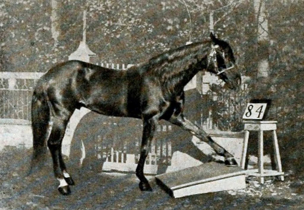 Geschiedenis van het paard: Onze trouwe knol | historianet.nl