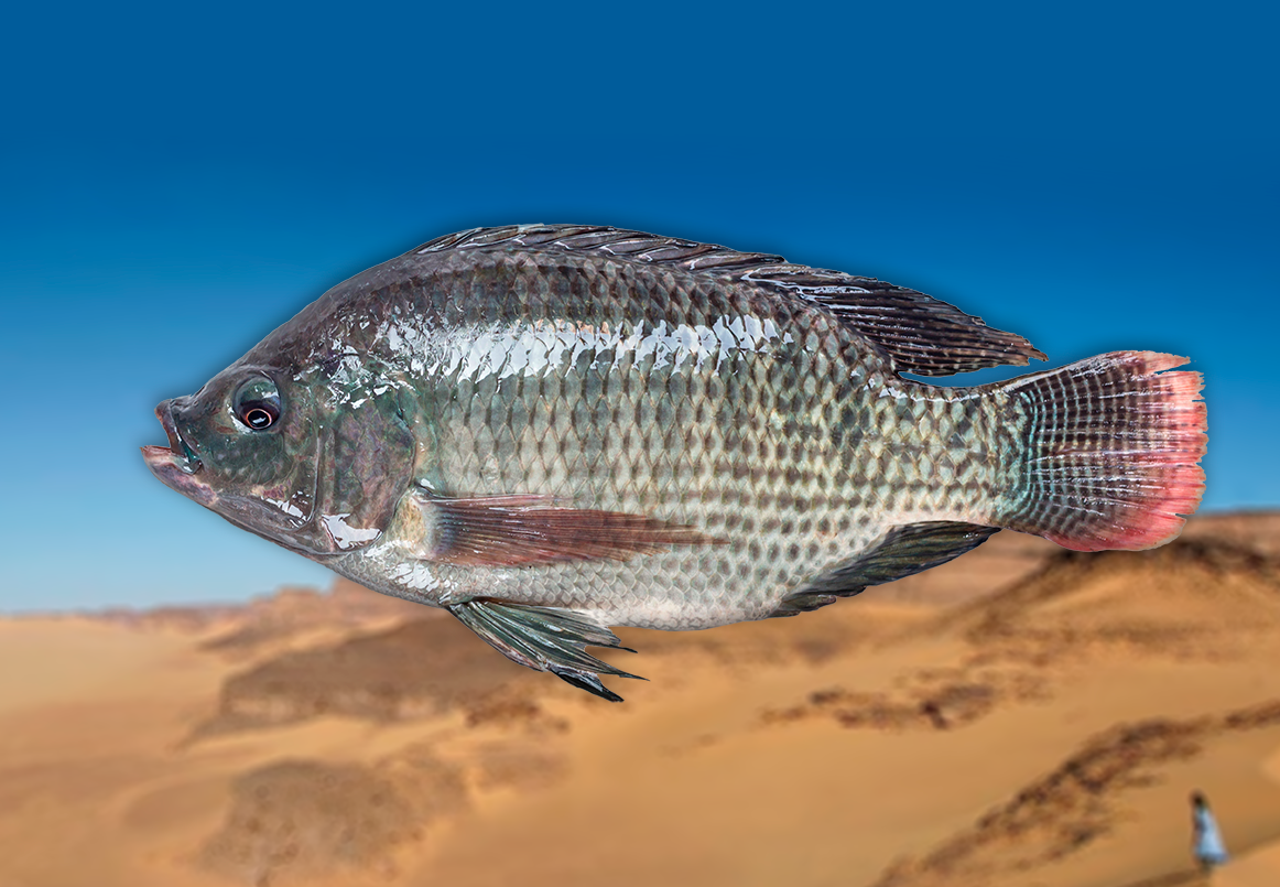 Oerbewoners van de Sahara leefden van vis | historianet.nl