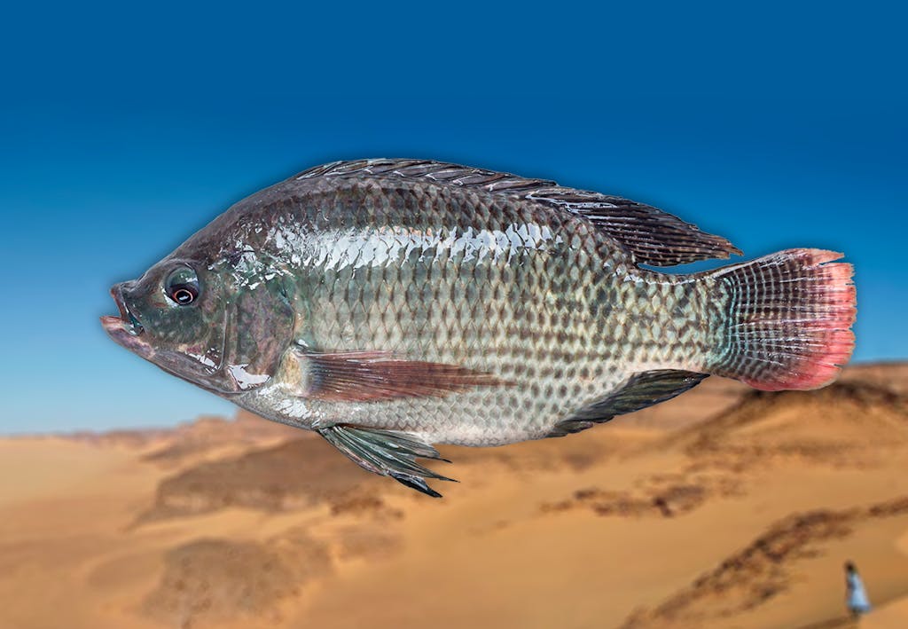 Stenalder | historienet.dk