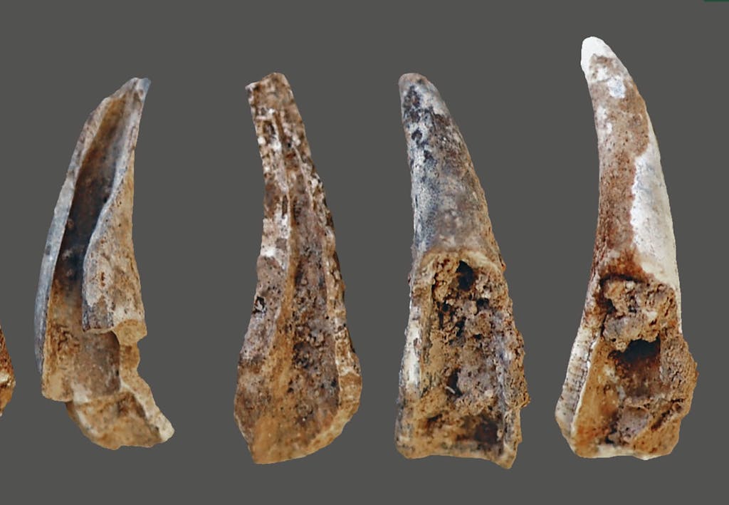 Neandertalarna åt stora mängder havsdjur | varldenshistoria.se