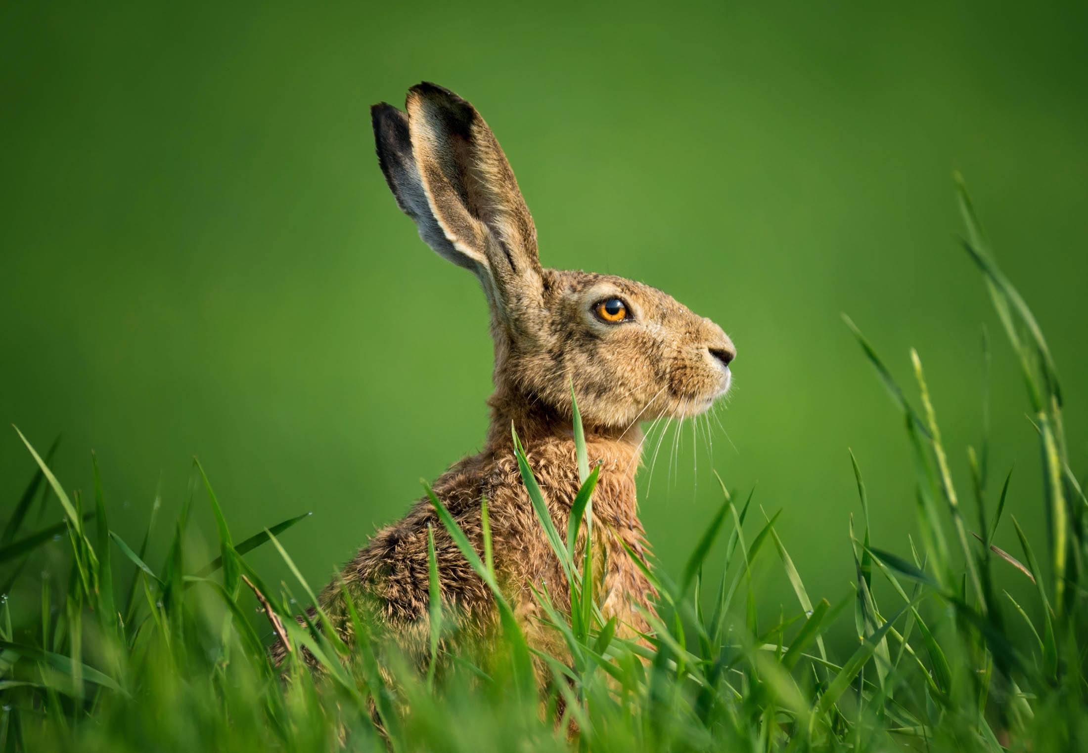 I oldtiden tilba britene høns og harer | historienet.no