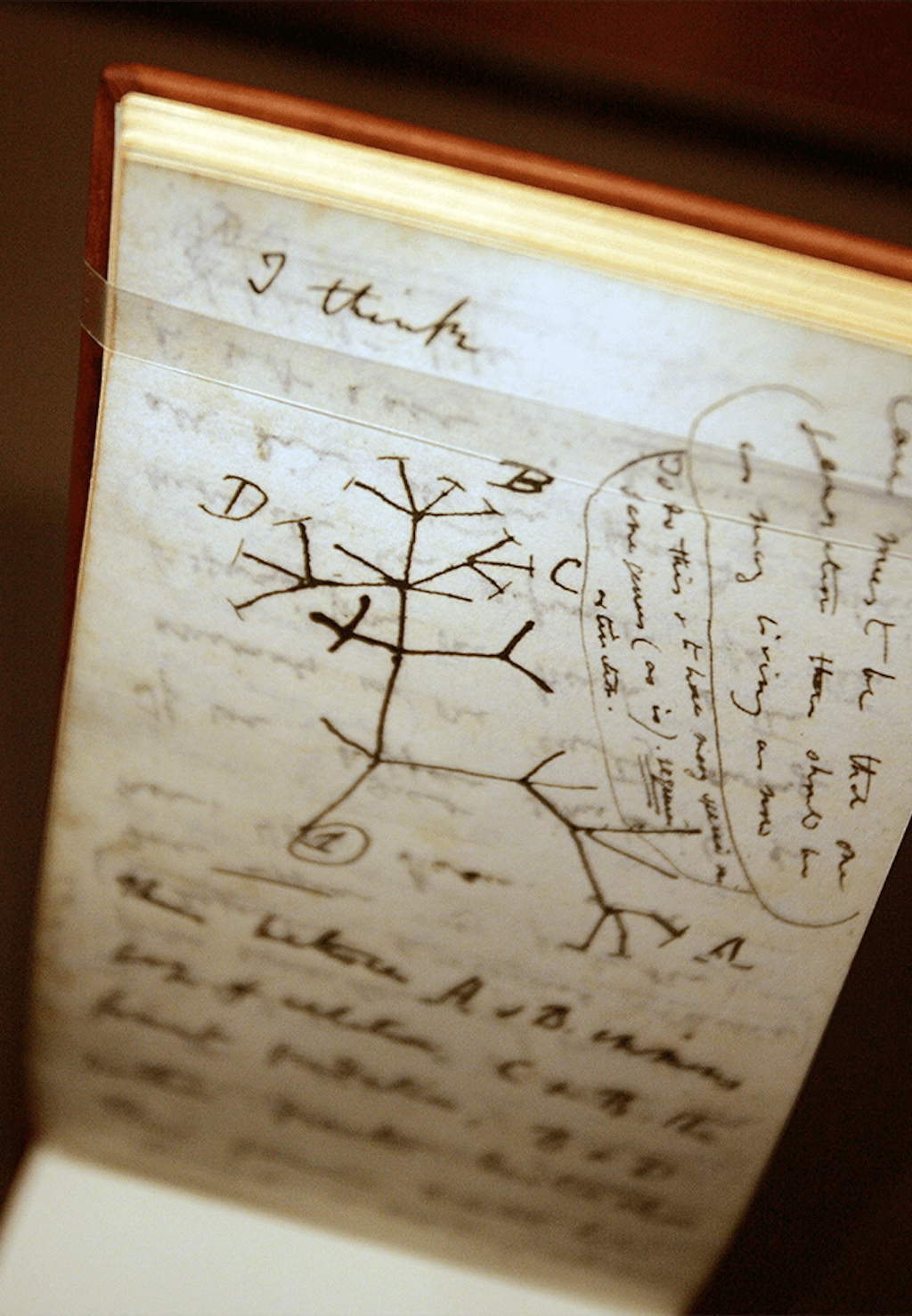 Charles Darwins notesbøger er blevet stjålet | historienet.dk