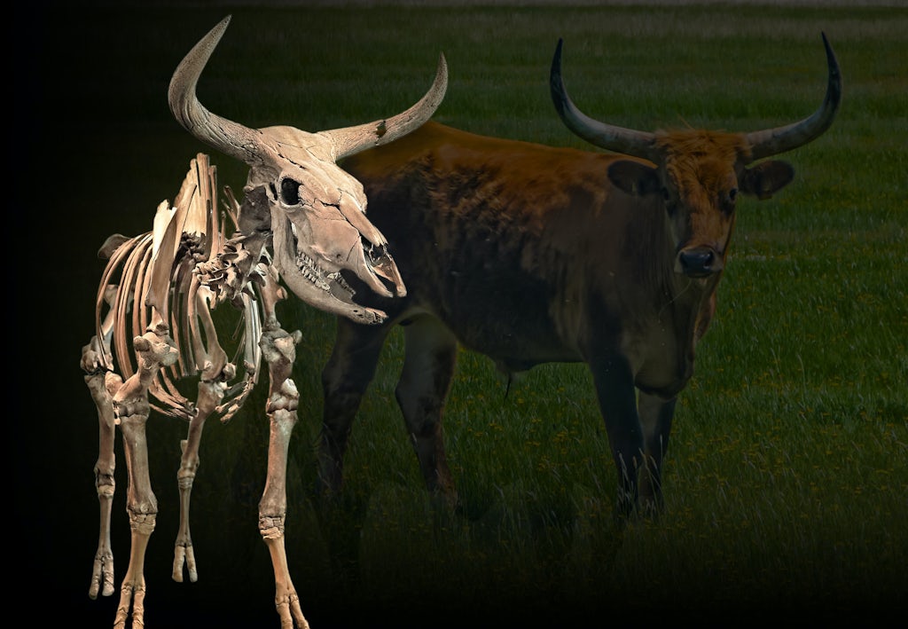 Doggerland: Europas försvunna land överlevde enorm flodvåg ...