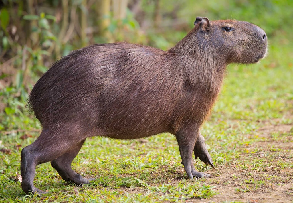 Fromme fastende utraderte vannelskende pelsdyr | Historienet.no