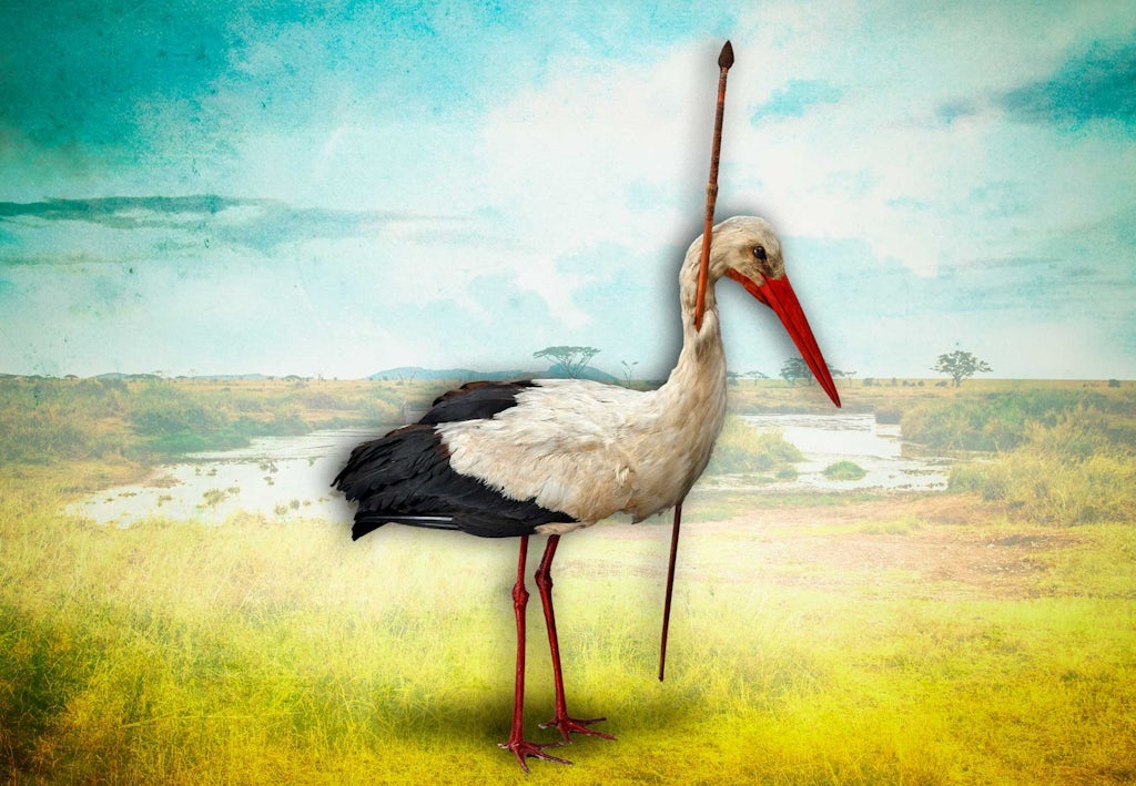 Stork afslørede trækfuglenes hemmelighed | Historienet.dk