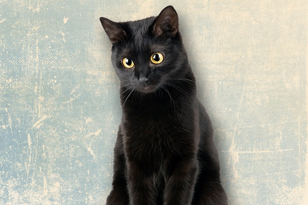 Den flygende hollender: det mystiske spøkelsesskipet | Historienet.no