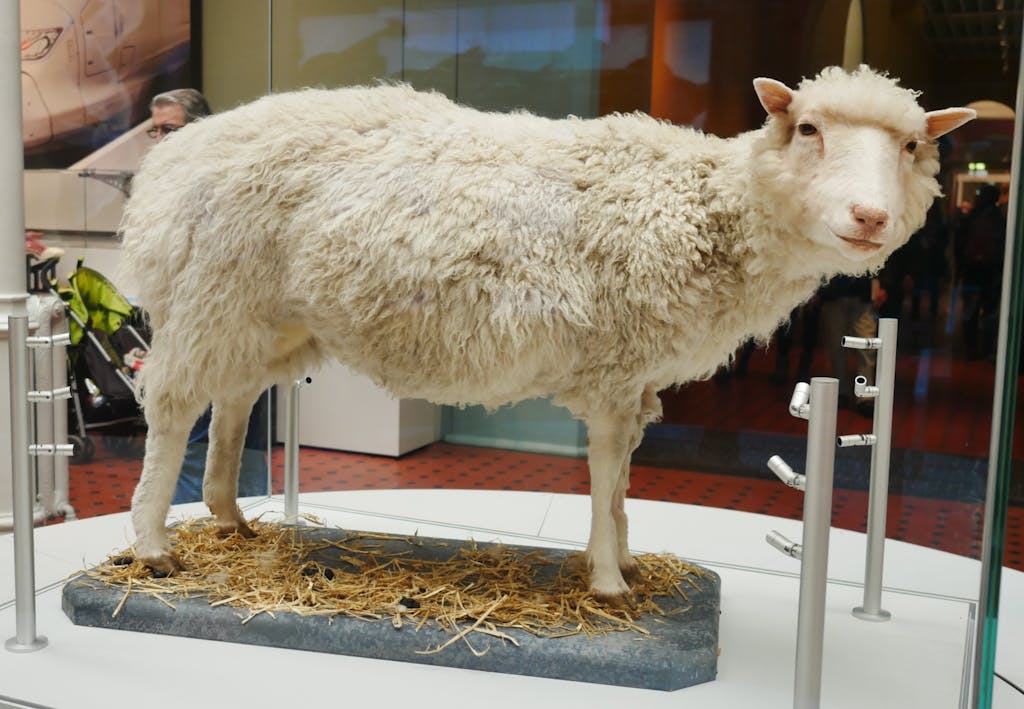 100 jaar VOOR Dolly werd er al een dier gekloond | historianet.nl