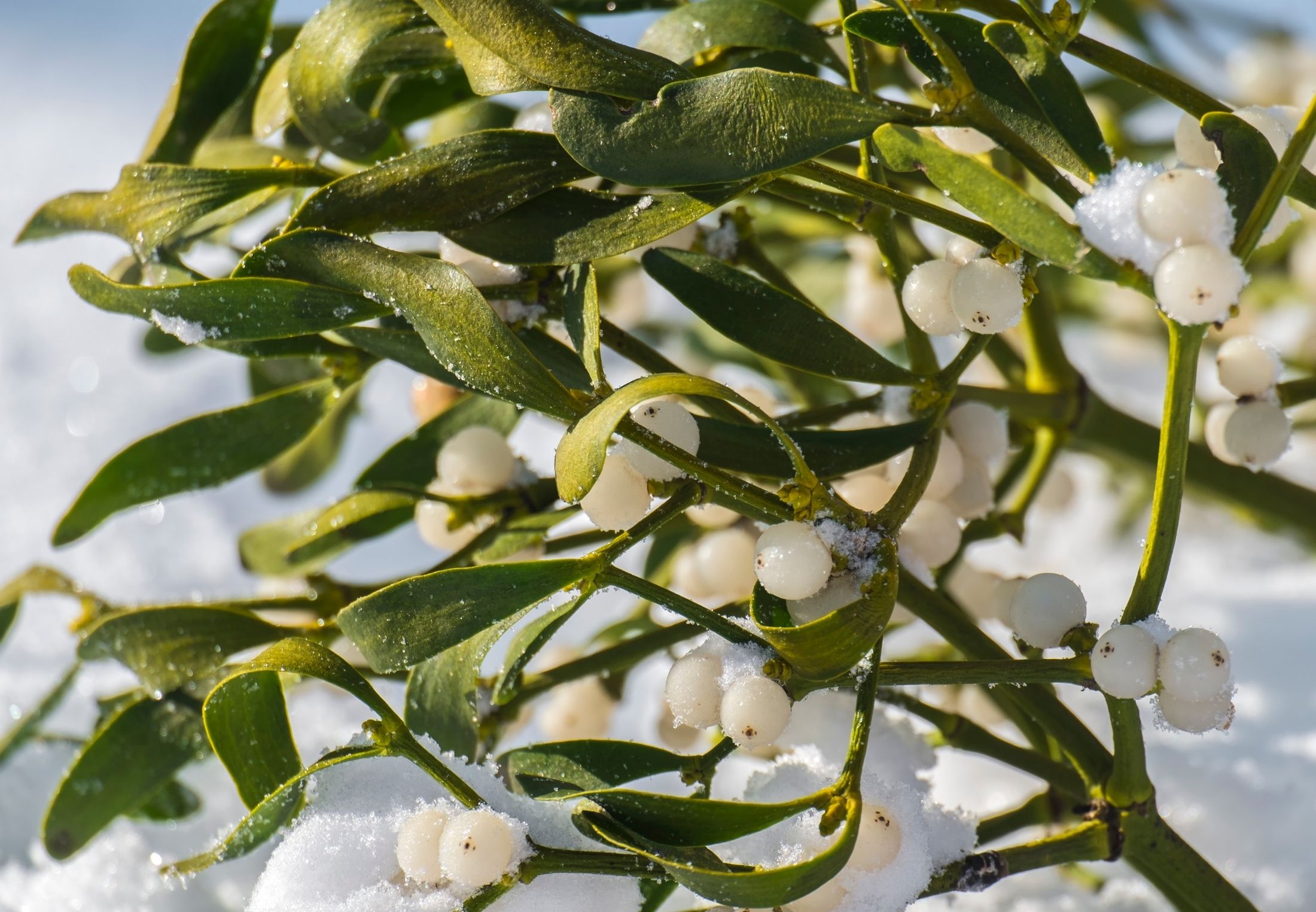 Hvorfor kysser man hverandre under en misteltein? | historienet.no