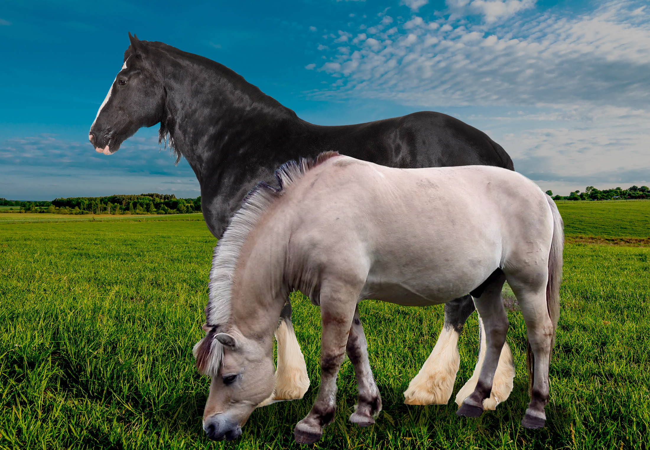 Ny forskning knuser myten om riddernes stolte gangere | historienet.dk