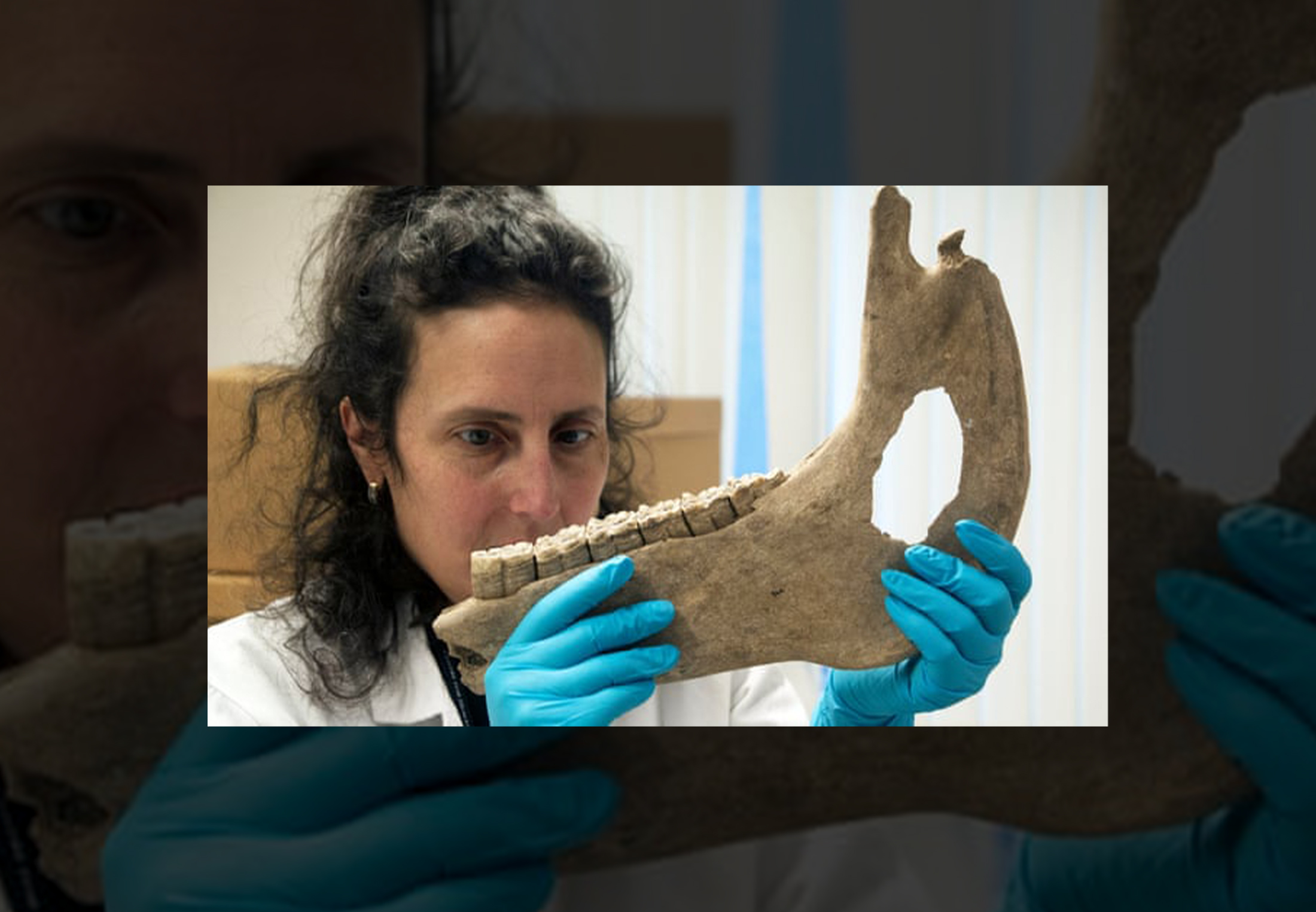 Ny forskning knuser myten om riddernes stolte gangere | historienet.dk