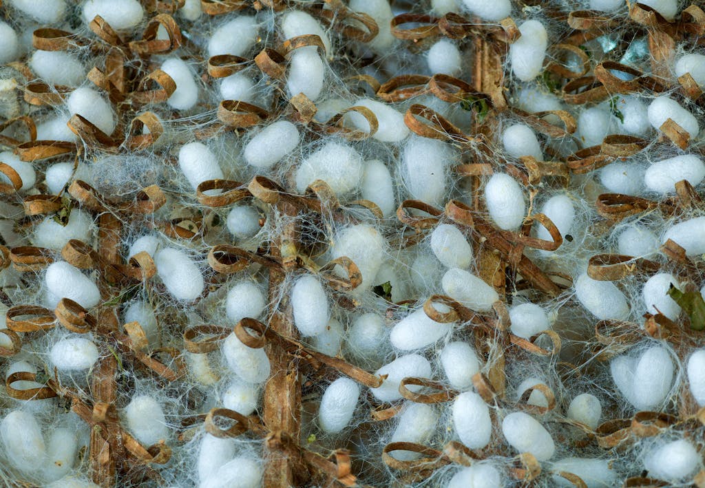 De zijderoute: Feiten, kaarten en tijdlijn | Historianet.nl