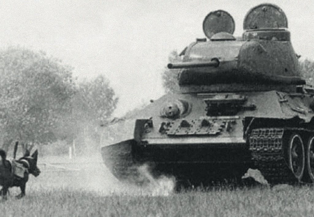 6 dyr i krig: Grise, hunde og rotter kom i trøjen | Historienet.dk