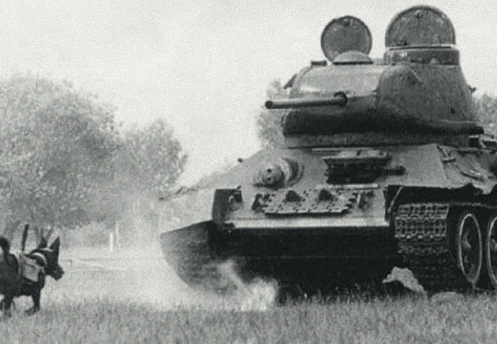 6 dyr i krig: Grise, hunde og rotter kom i trøjen | Historienet.dk