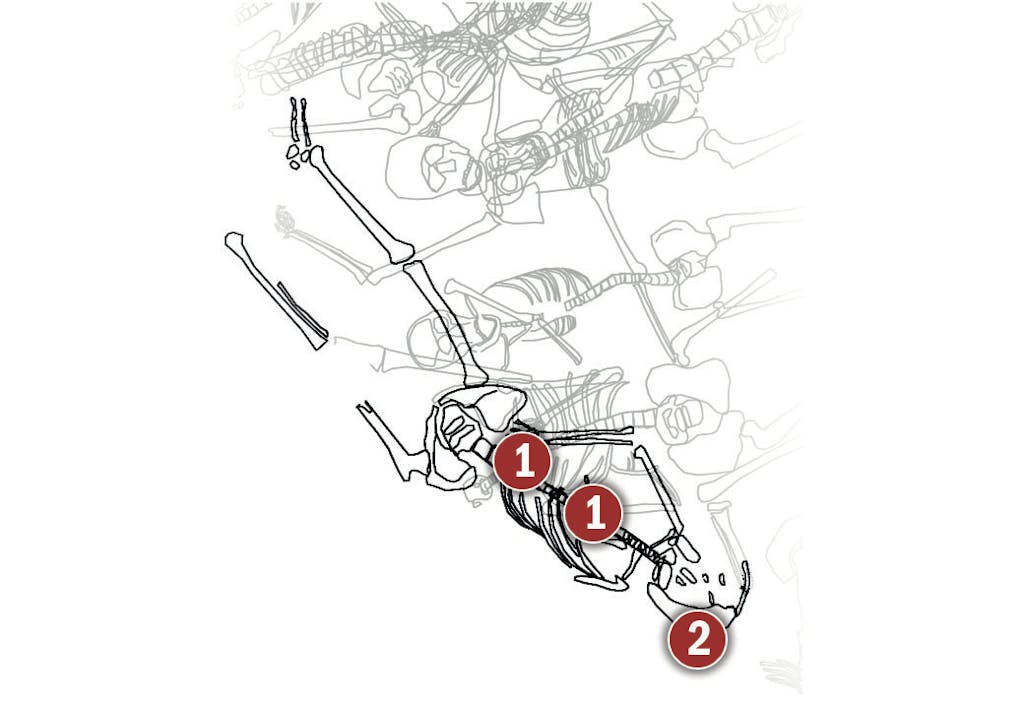 Vikinger ble slaktet og kastet i massegrav | Historienet.no
