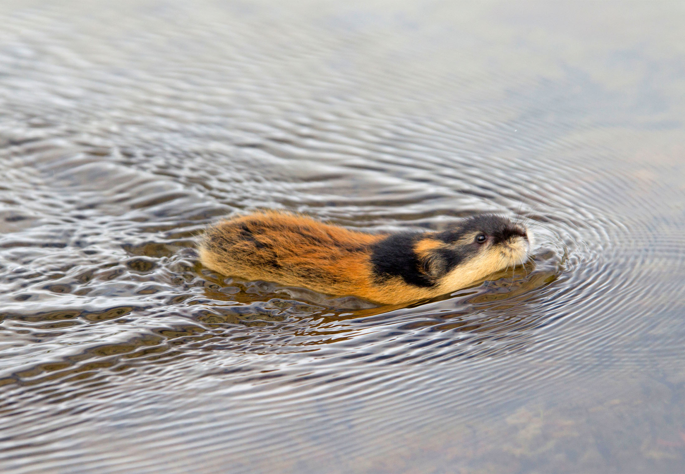 Begår lemmingerne selvmord i store flokke? | Historienet.dk