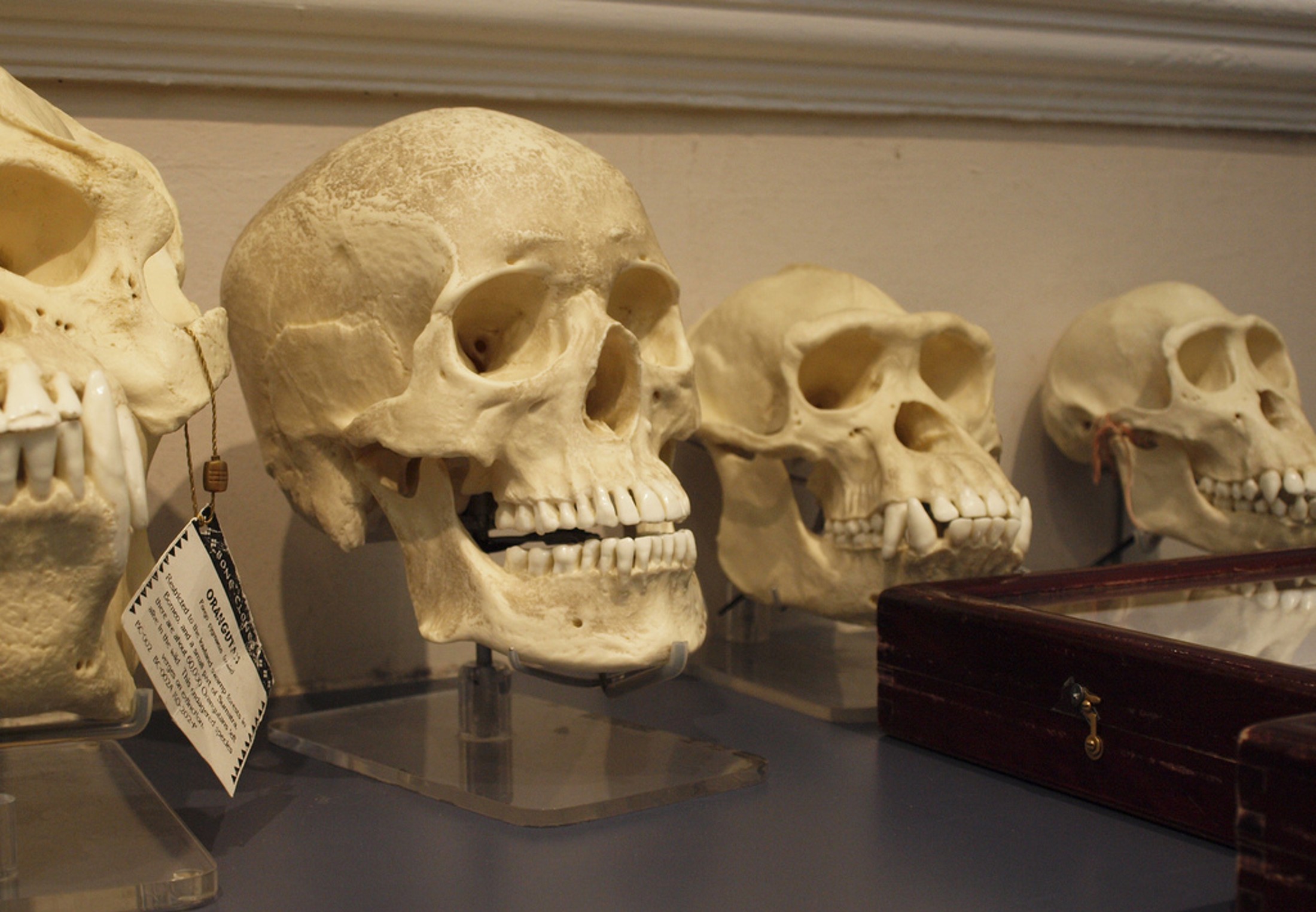 Gresk filosof utviklet sin egen evolusjonsteori | historienet.no