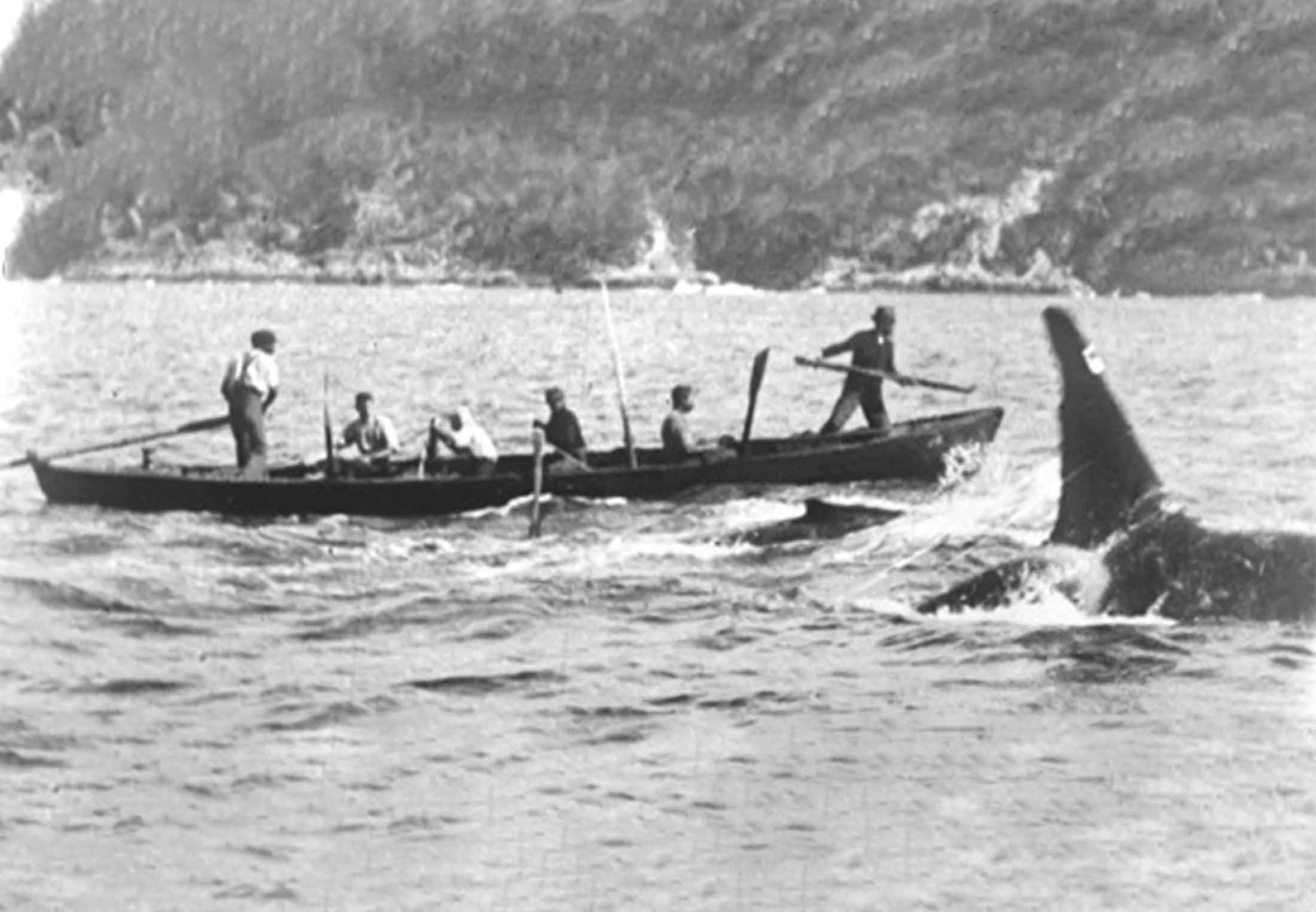 Orka hielp walvisjagers | historianet.nl
