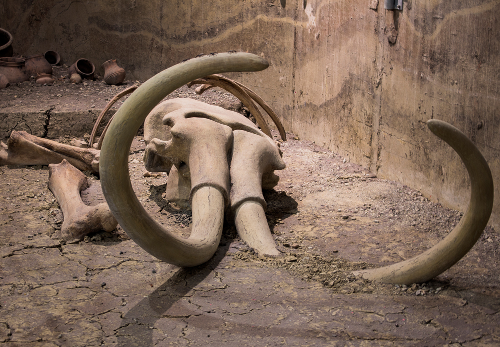 Neandertalere tilberedte krabber som gourmetkokke | historienet.dk