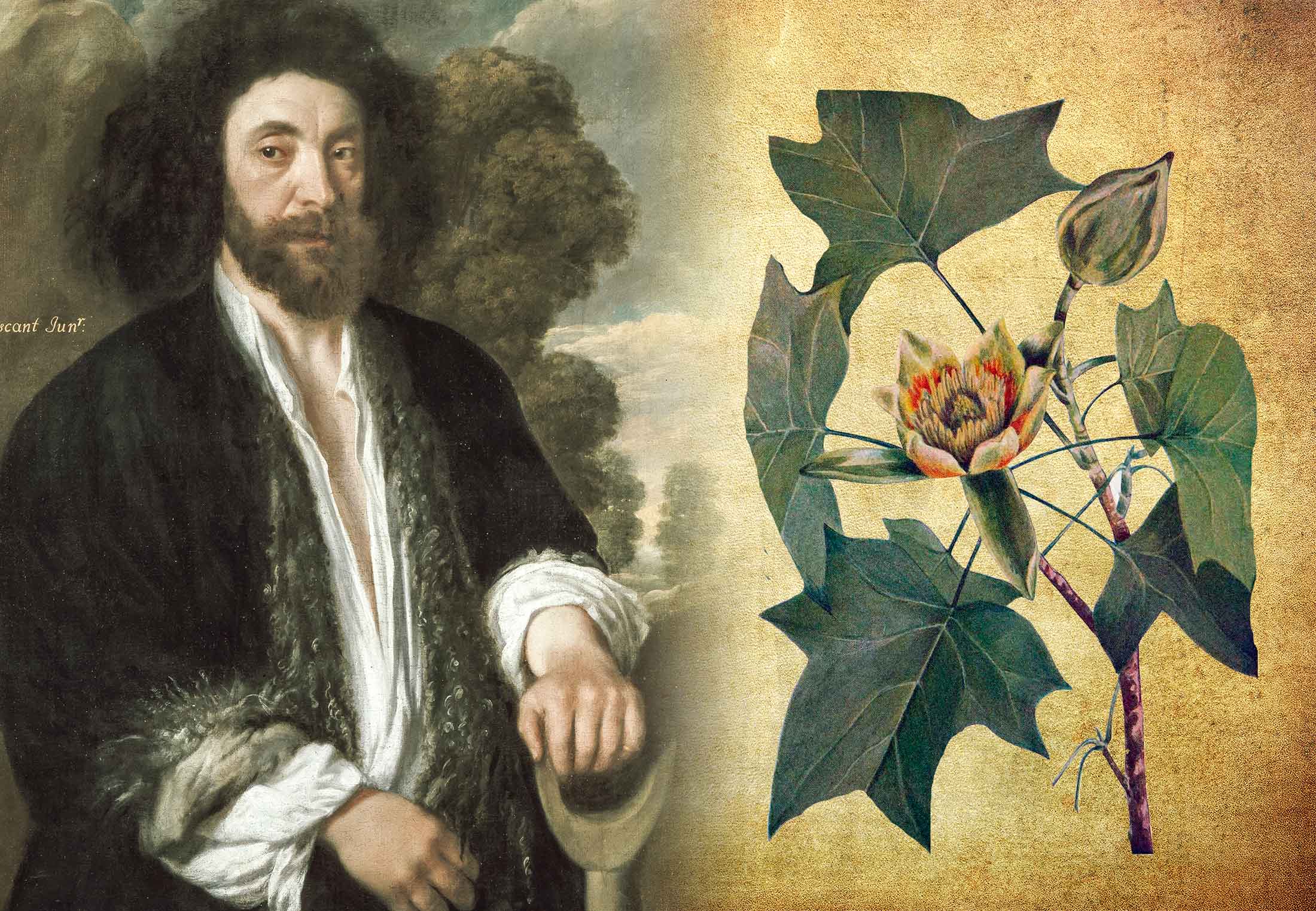 Trädgårdens historia: Växtletare förde världens flora till din tomt ...