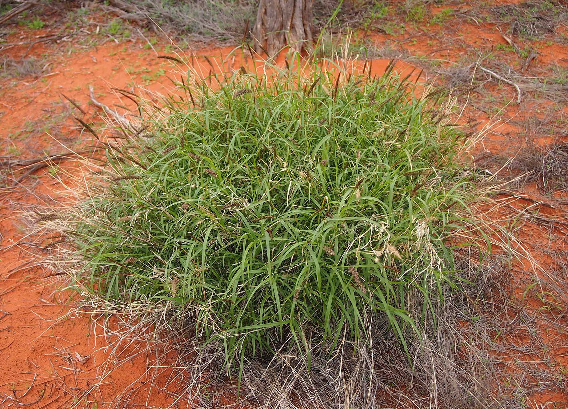 Invasieve planten veroorzaken al eeuwenlang chaos | historianet.nl