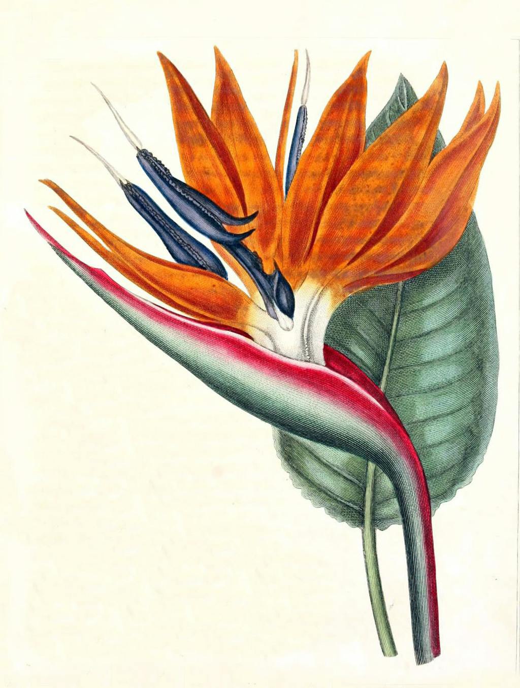 Her kommer dine haveplanter fra | historienet.dk