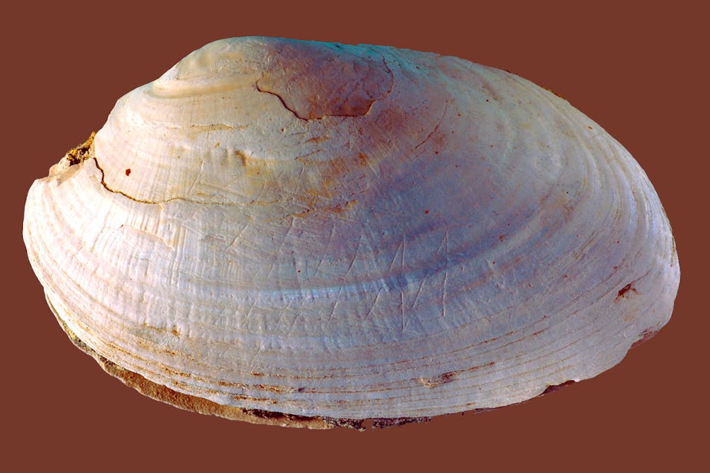 De verborgen verhalen in grotschilderingen uit de steentijd ...