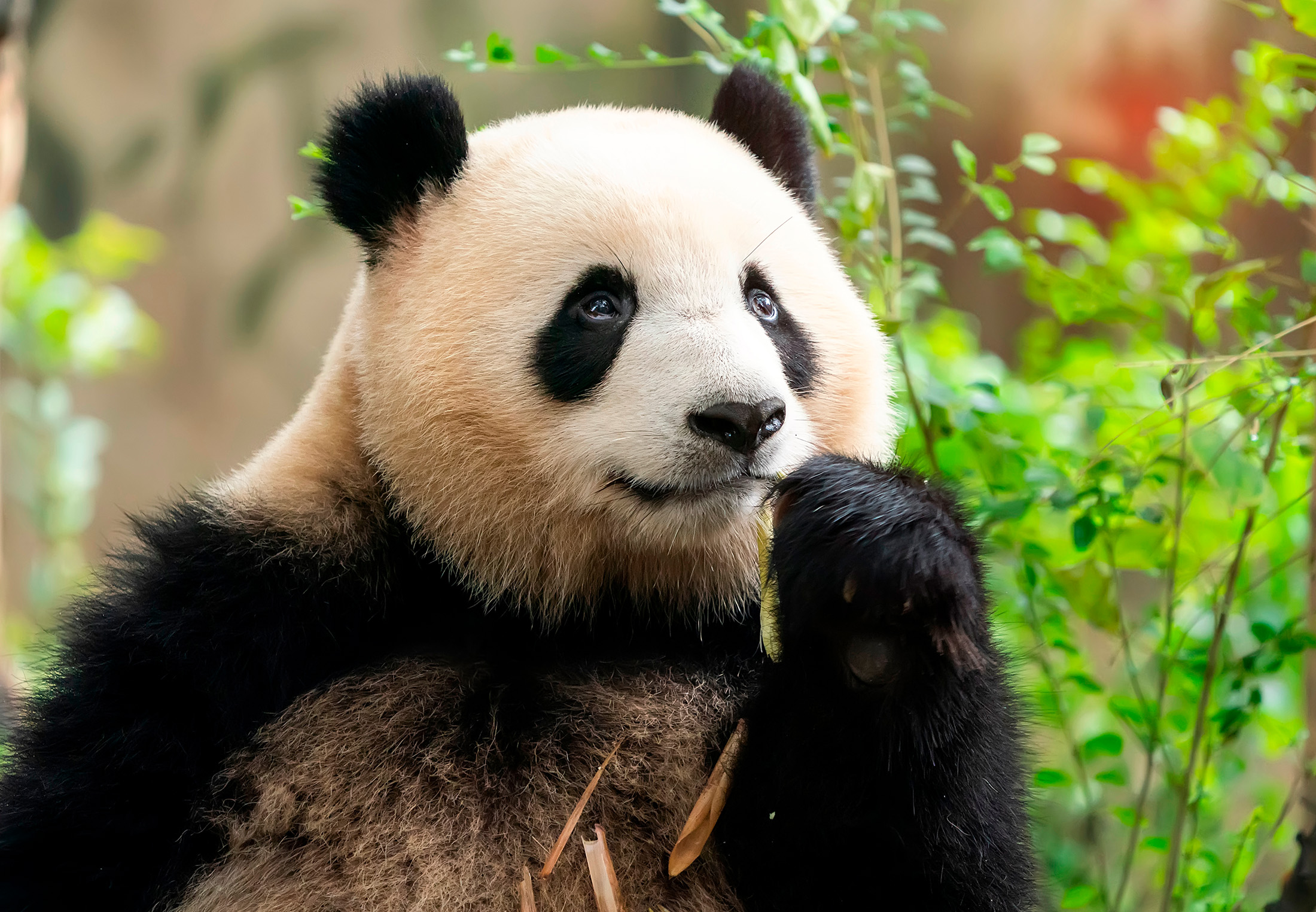 Kinas kejsare tog panda med sig i graven | varldenshistoria.se