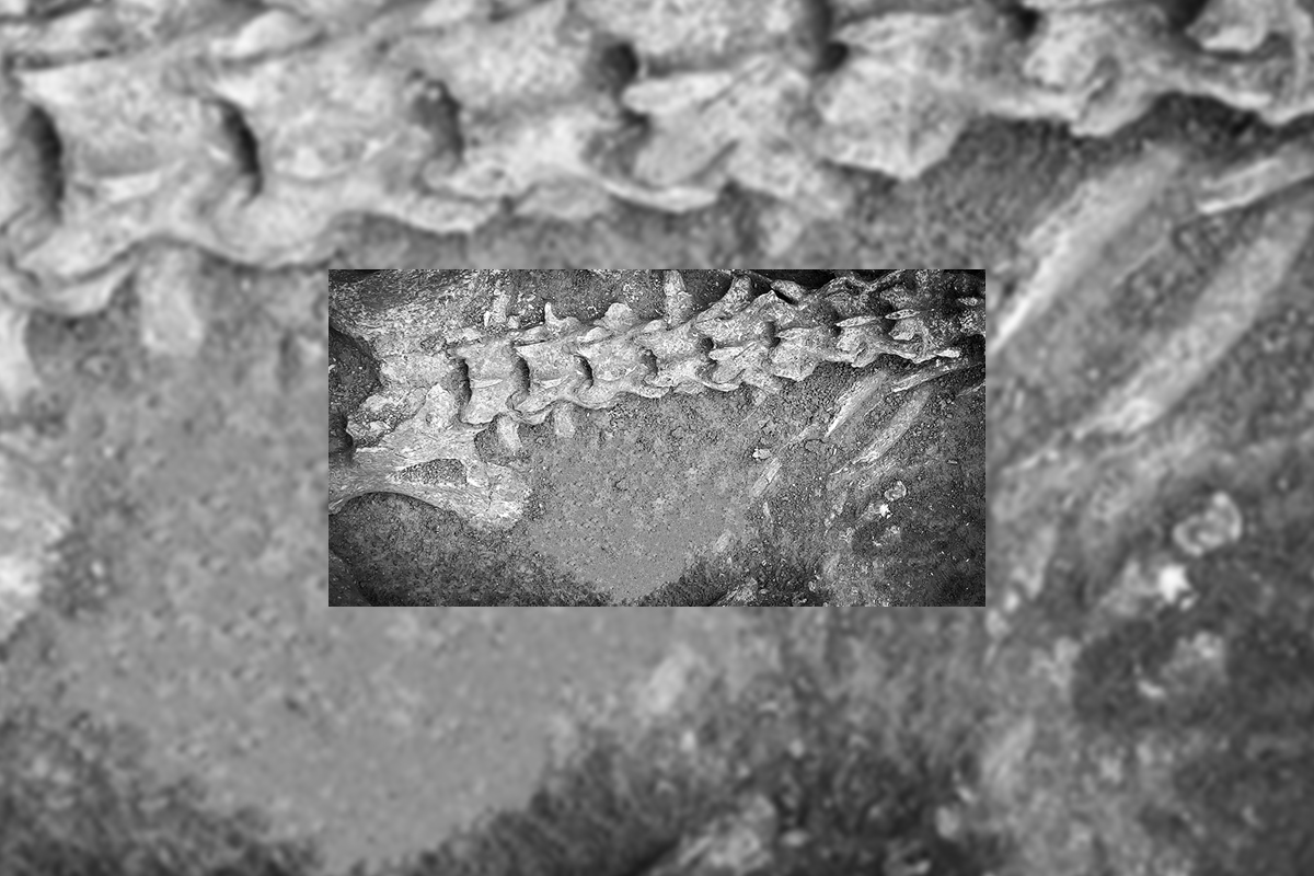 Kinesisk kejsare begravdes med panda | varldenshistoria.se