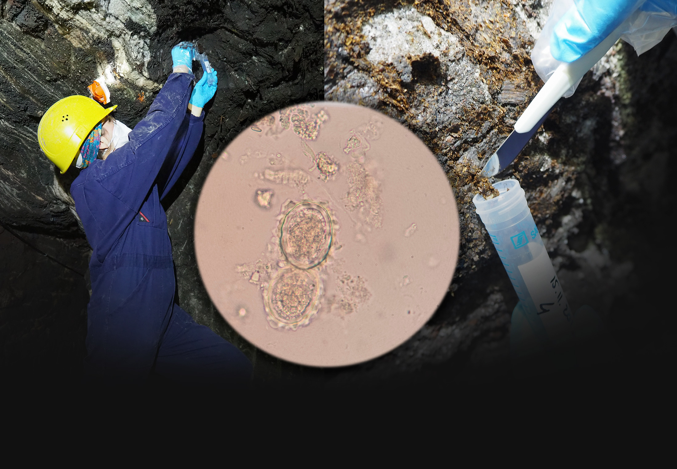 3000 år gammel avføring avslører parasittangrep | historienet.no