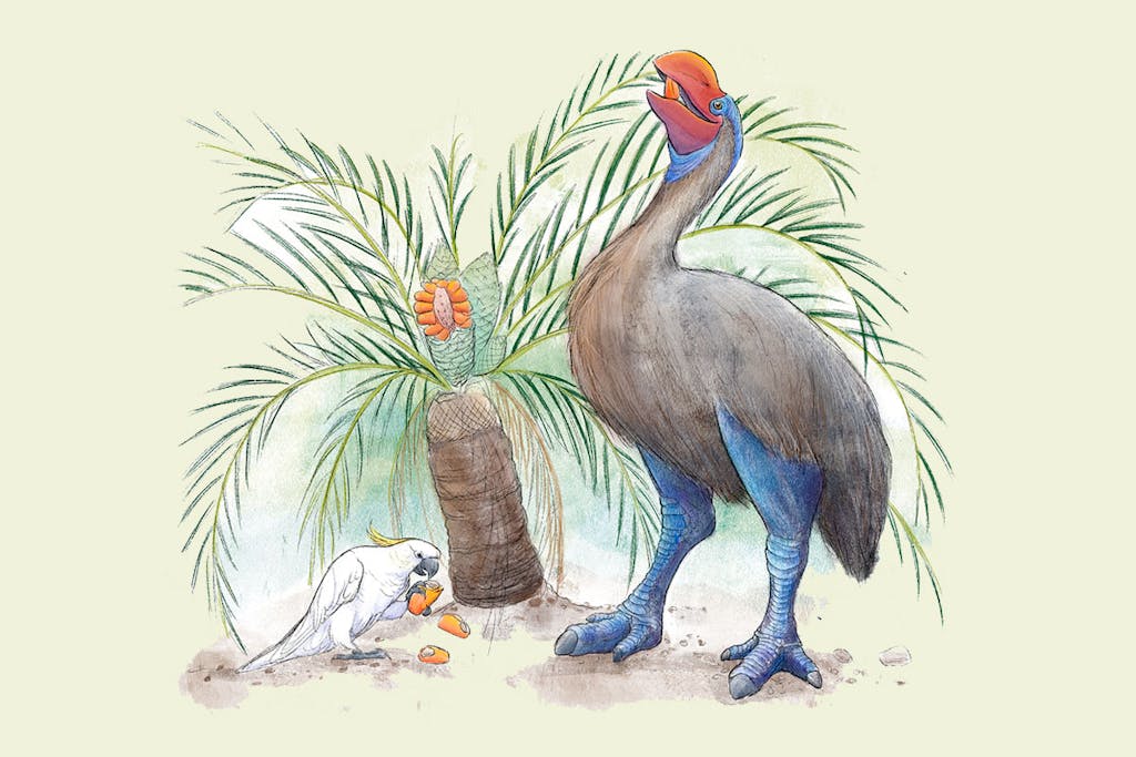 Australias aboriginere - deres historie og religion | historienet.no