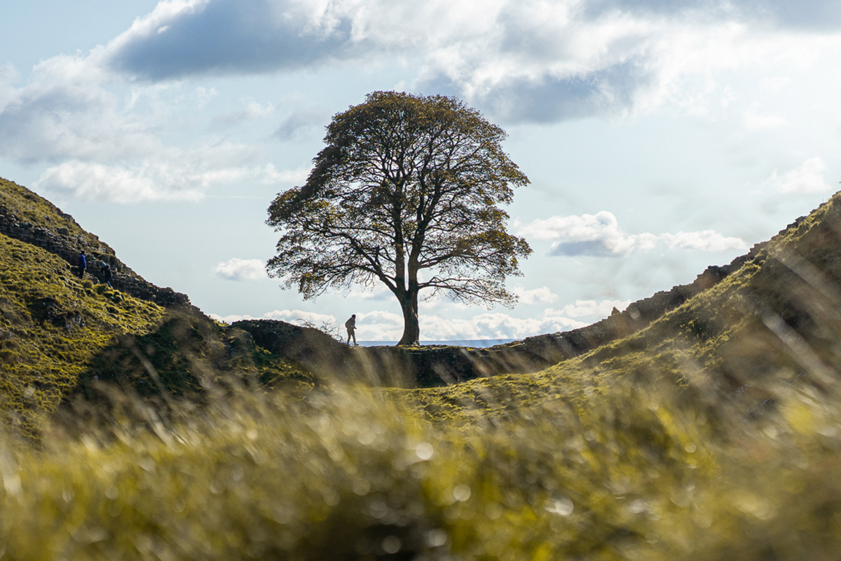 Mistenkt for å ha felt Robin Hoods tre med motorsag | historienet.no